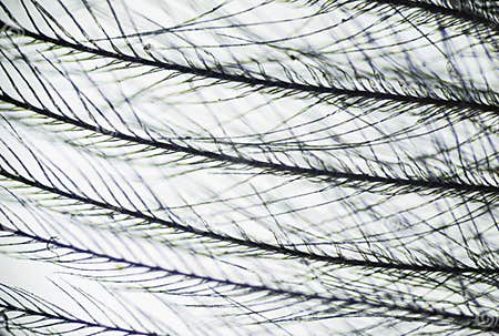 Feather from a Pillow Under a Microscope Stock Image - Image of times ...