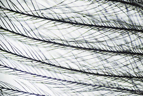Feather from a Pillow Under a Microscope Stock Image - Image of times ...