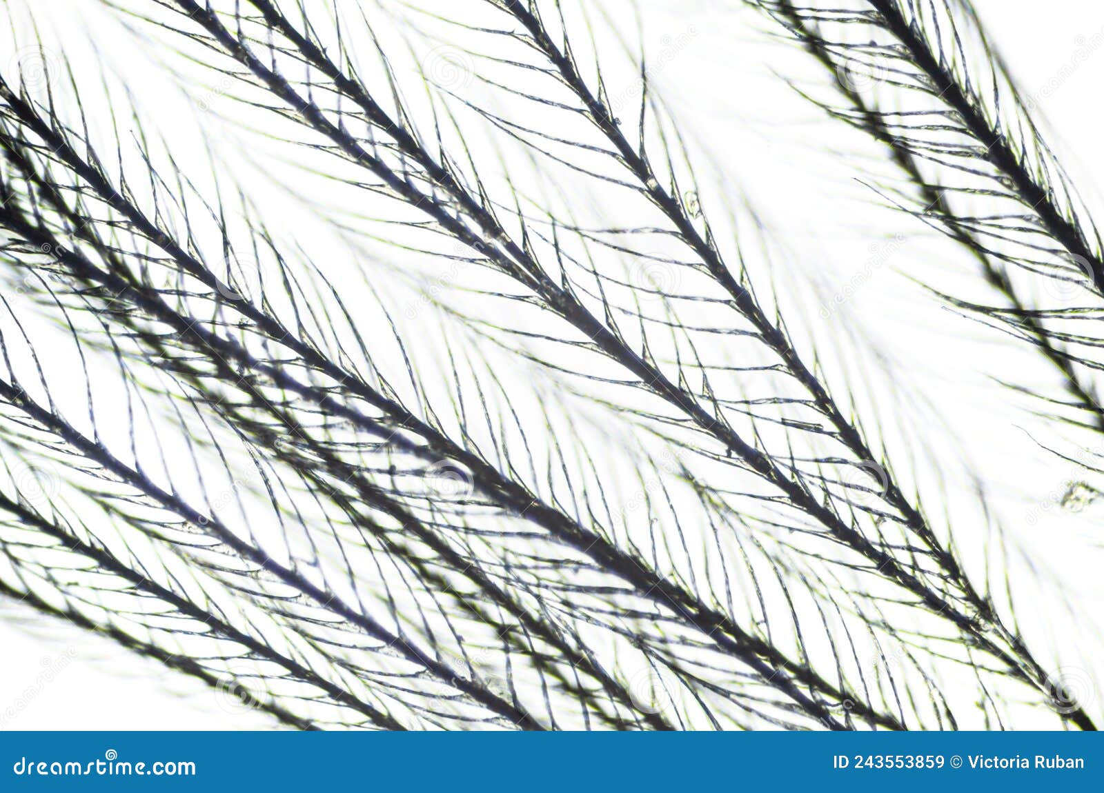 Feather from a Pillow Under a Microscope Stock Image - Image of bird ...