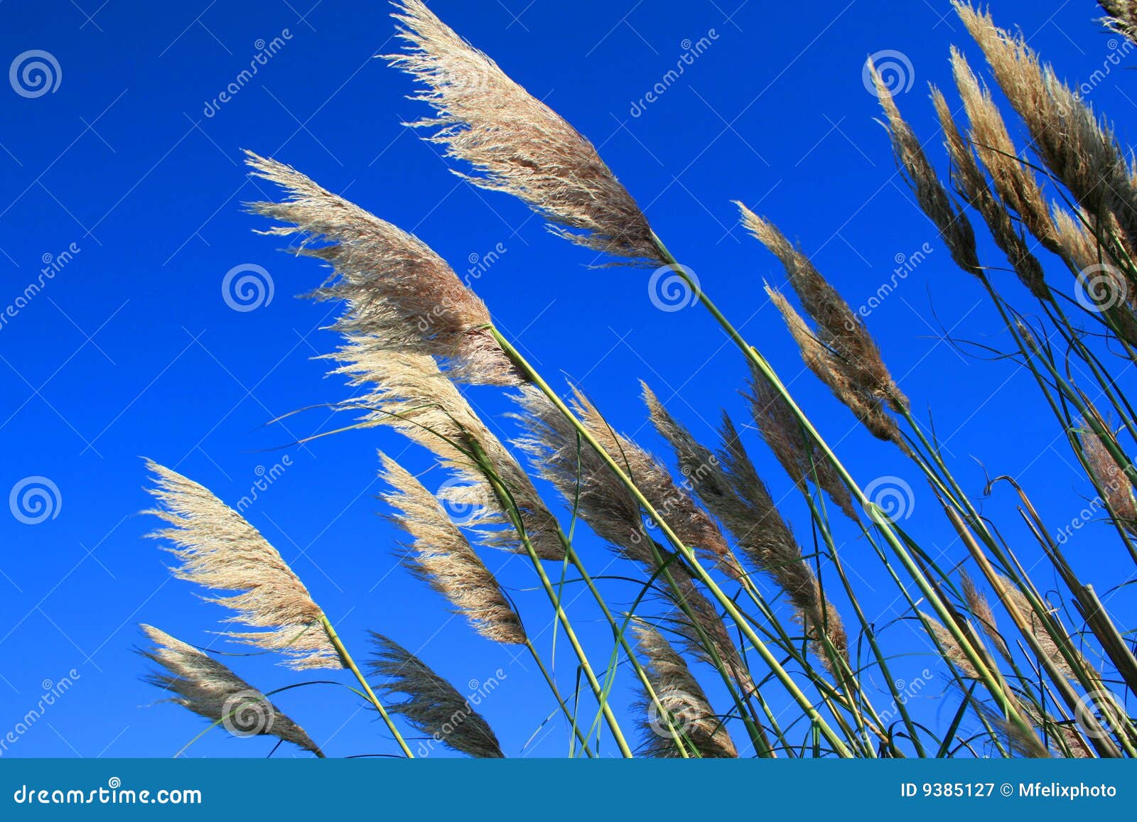 Feather Plants stock image. Image of season, nature, blooming - 9385127