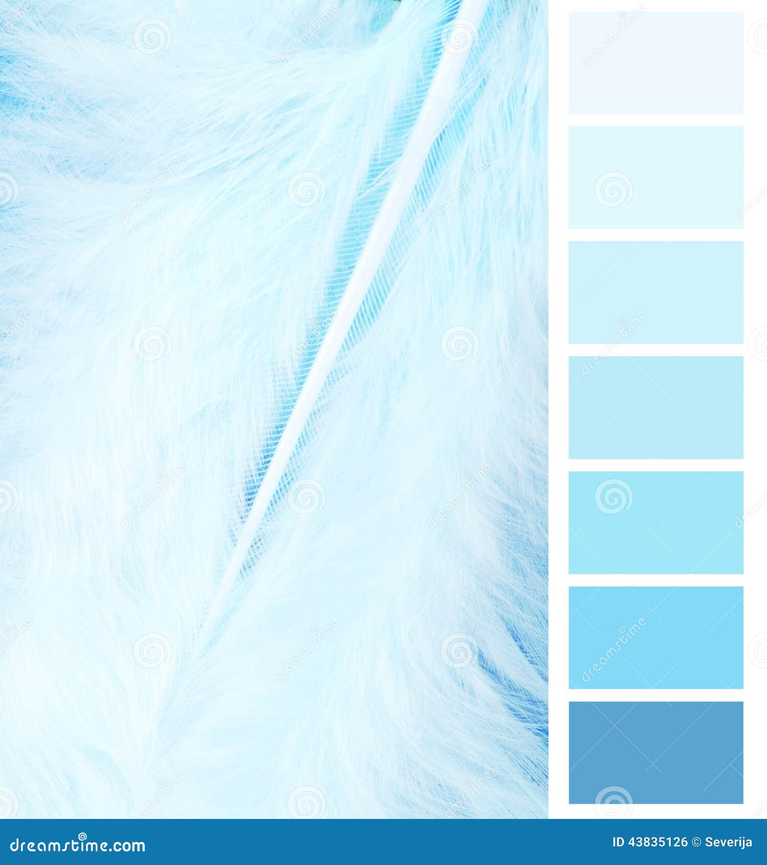 Feather Plumage Blue Color Chart Stock Photo - Image of decorating ...