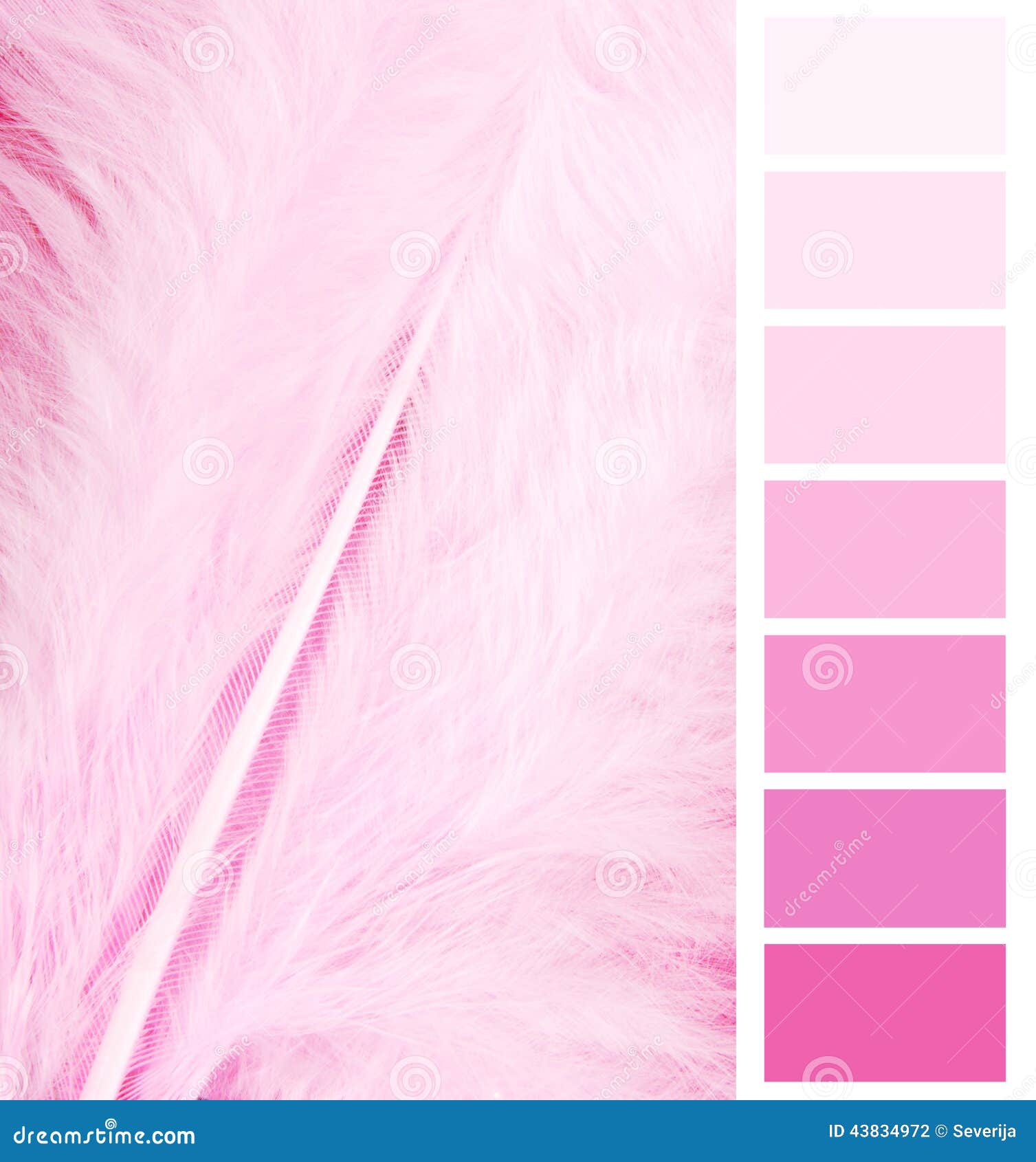 Feather plumage pink color stock photo. Image of colour - 43834972