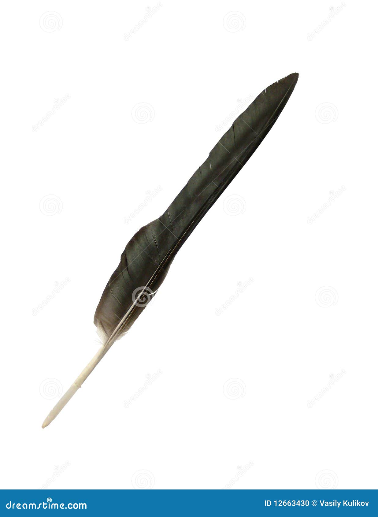 Feather plume stock photo. Image of plume, seven, three - 12663430