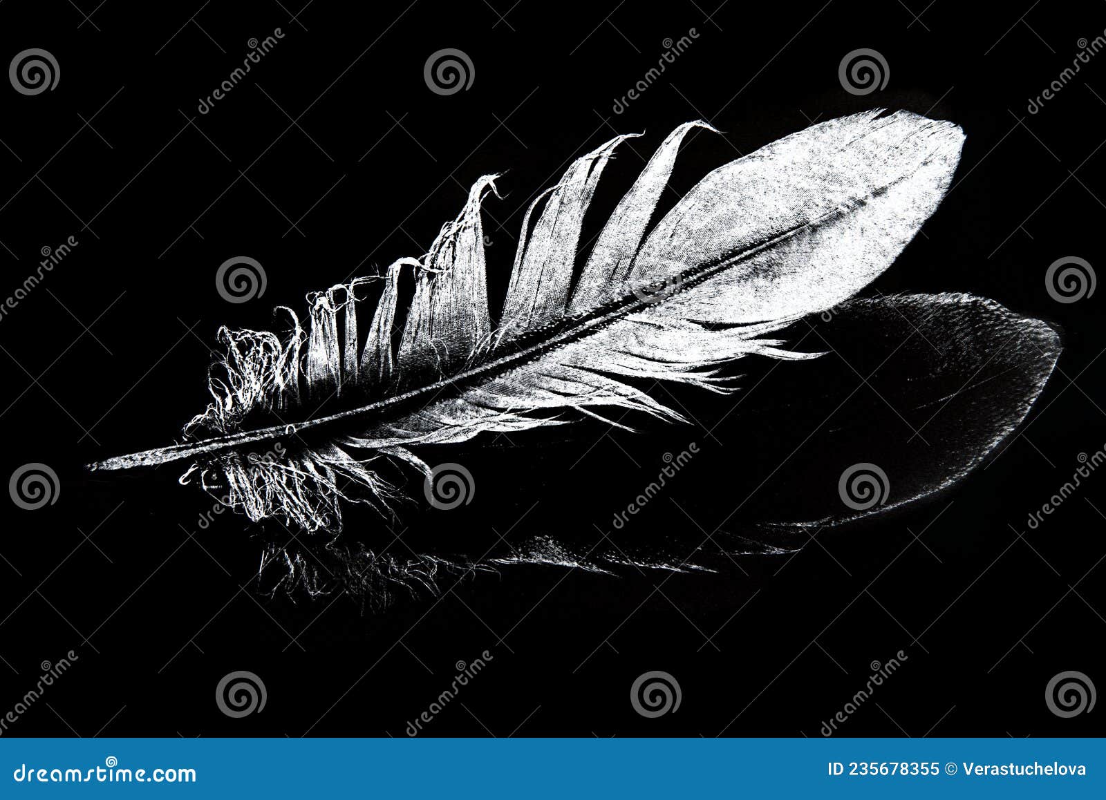 A feather printed on paper stock image. Image of print - 235678355