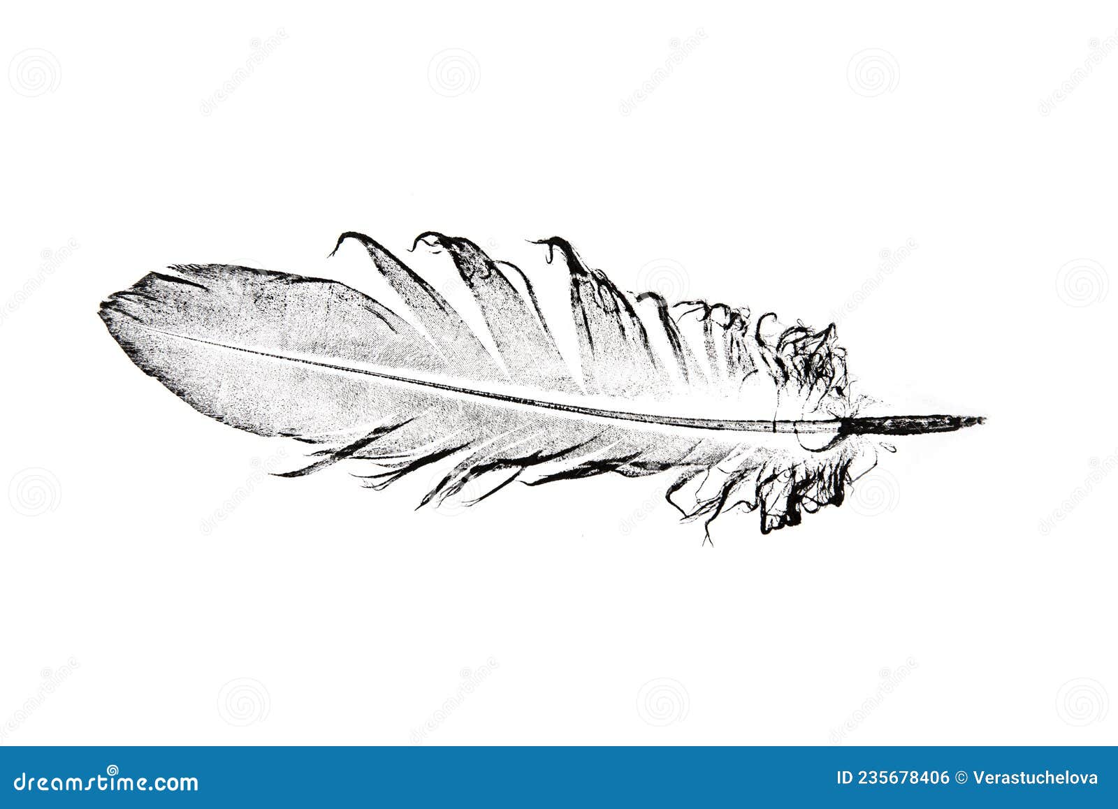 A feather printed on paper stock photo. Image of drawing - 235678406