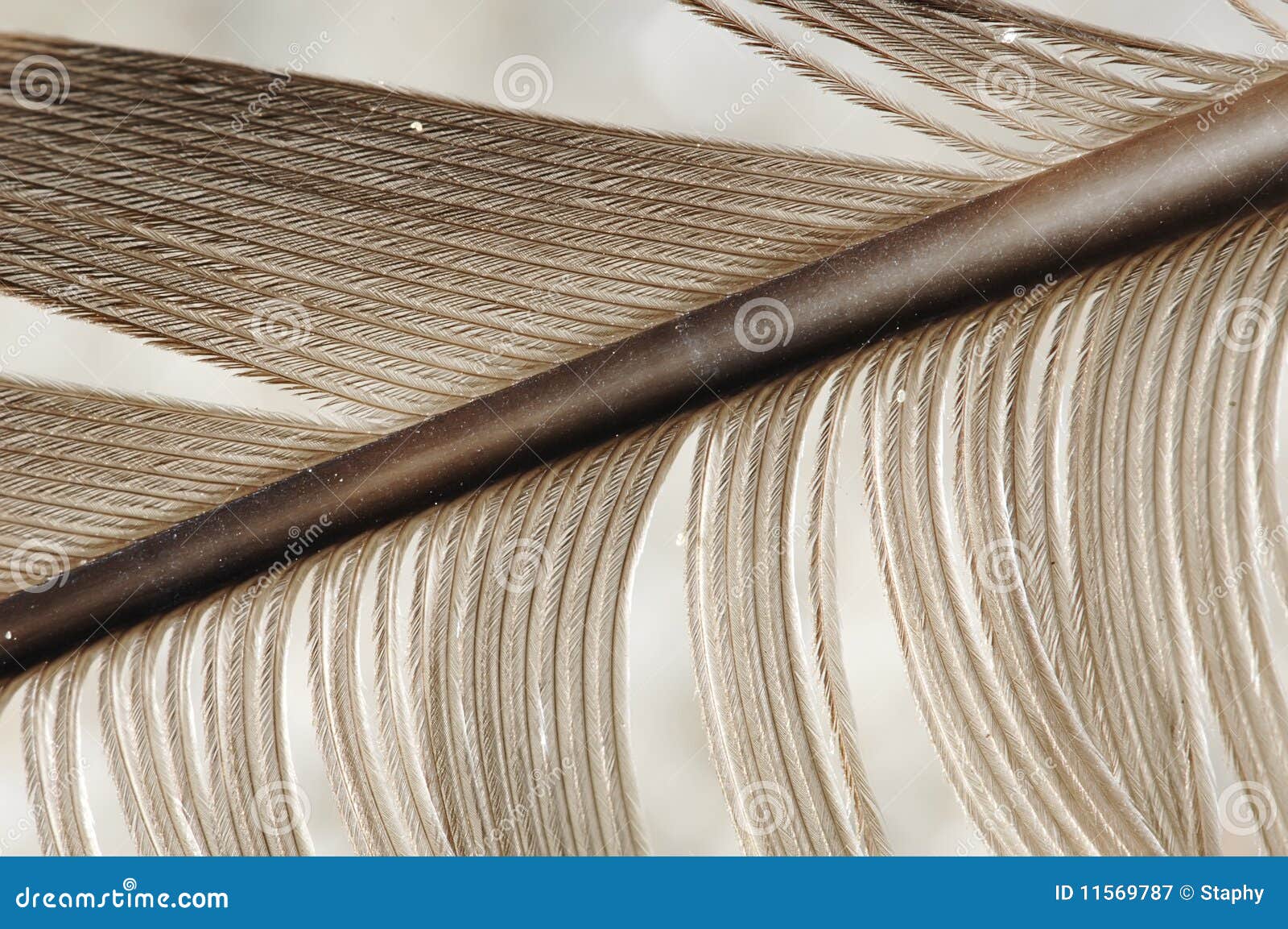 Feather with quill stock image. Image of line, light - 11569787