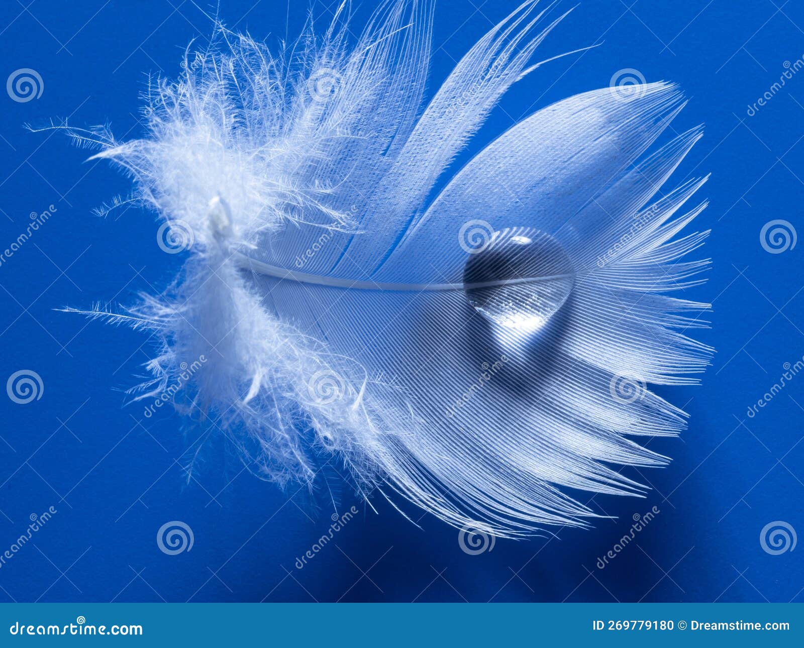 Feather with Rain Drop on a Blue Background Stock Photo - Image of ...