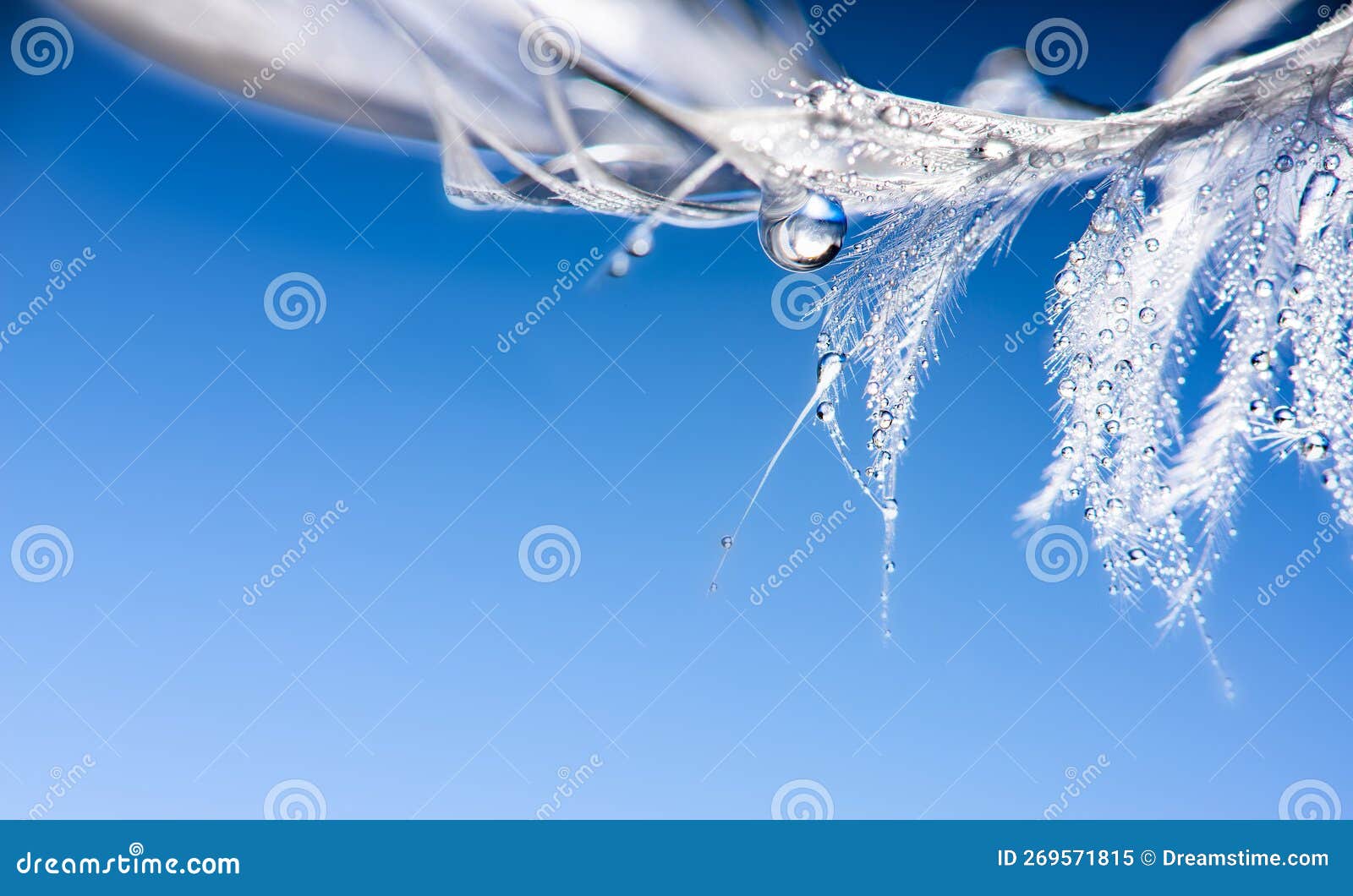 Feather with Rain Drops - Beautiful Macro Stock Image - Image of ...