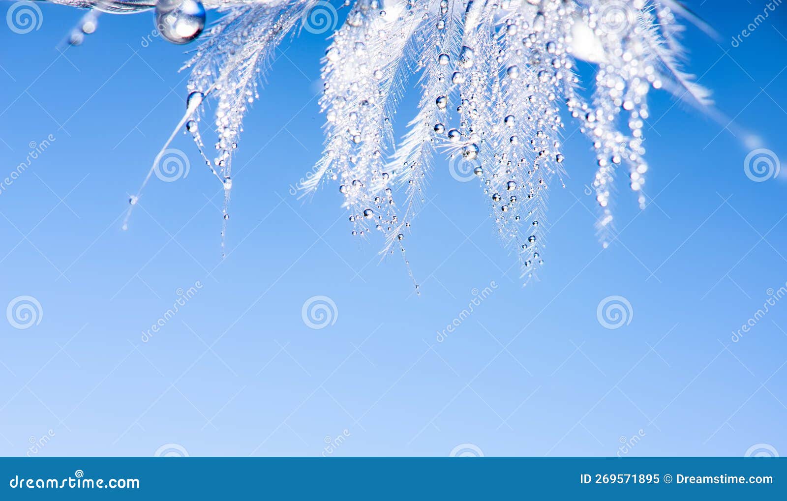 Feather with Rain Drops - Beautiful Macro Stock Image - Image of ...