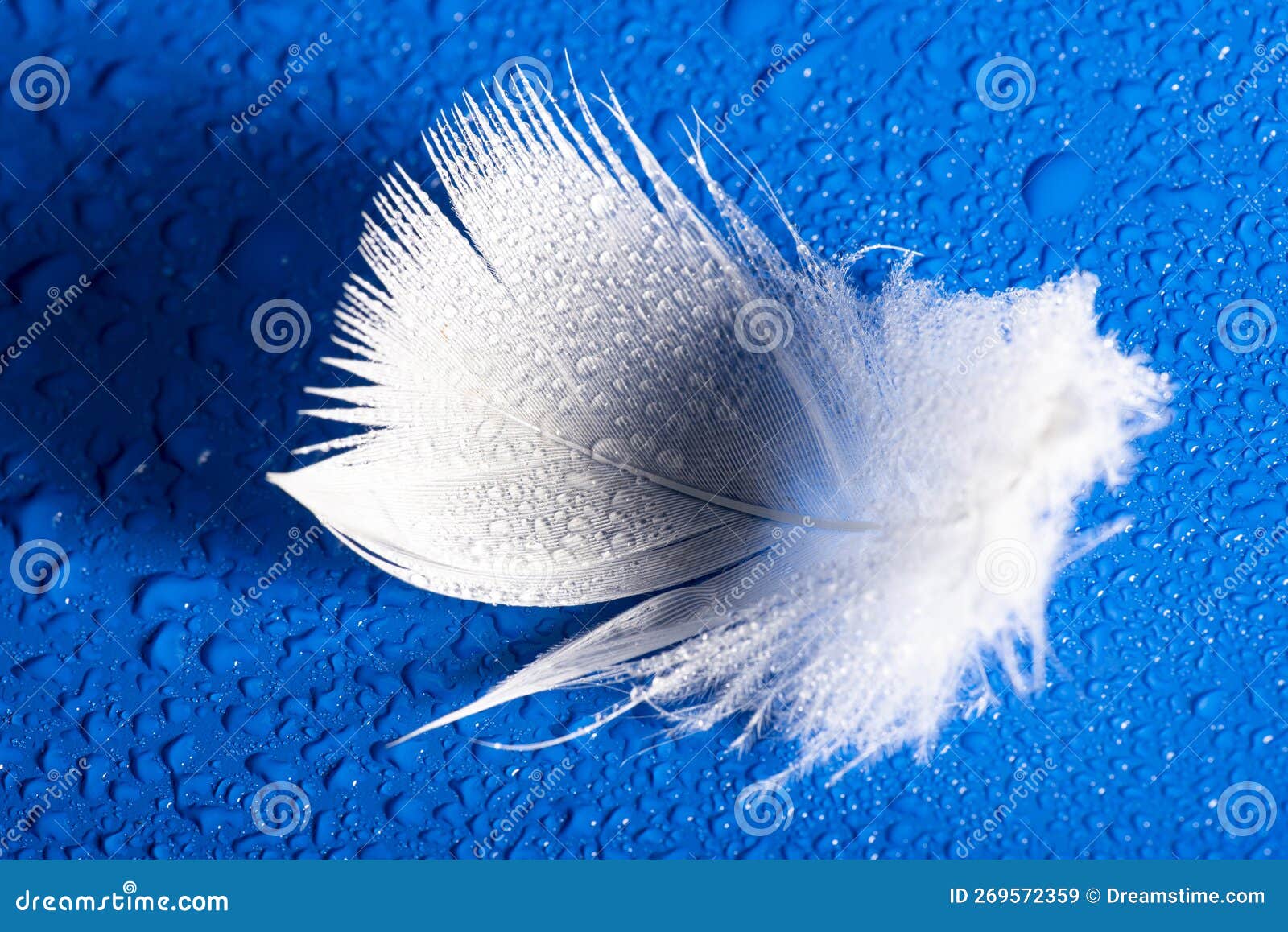 White Feather with Rain Drops - Beautiful Macro Photograph Stock Image ...