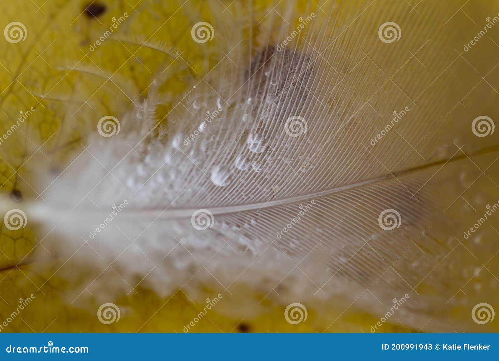 Feather with rain drops stock image. Image of life, macro - 200991943
