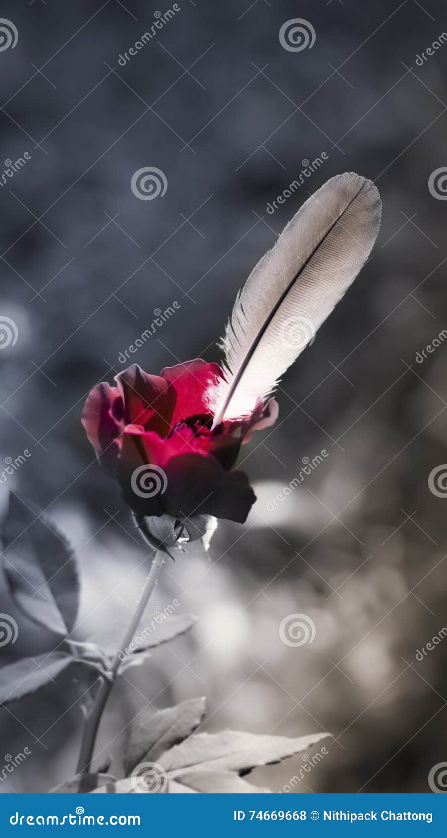 Feather on red rose stock photo. Image of wing, dark - 74669668