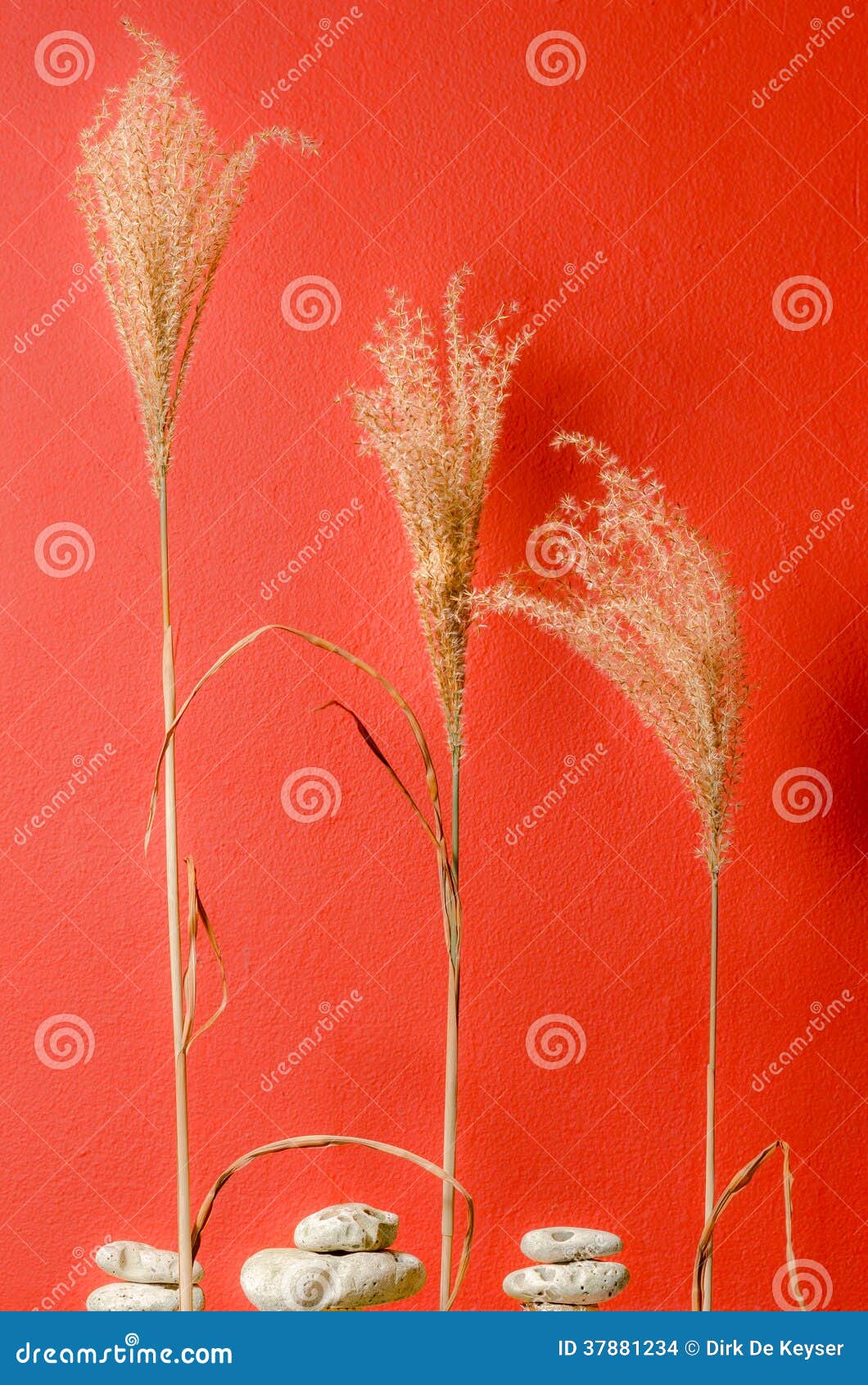 Feather reed on red stock photo. Image of nature, grass - 37881234
