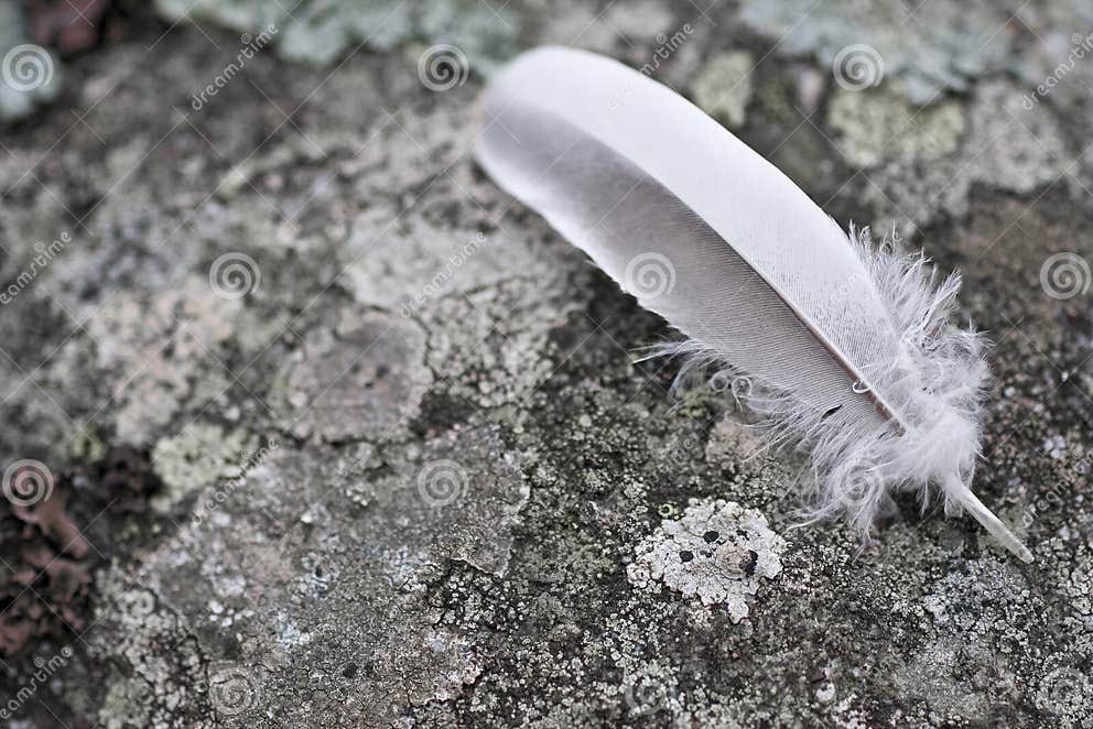 Feather on rock stock image. Image of lichens, rock, white - 5257803