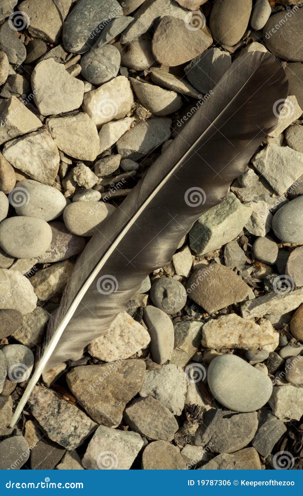 Feather on Rocks stock photo. Image of detail, natural - 19787306