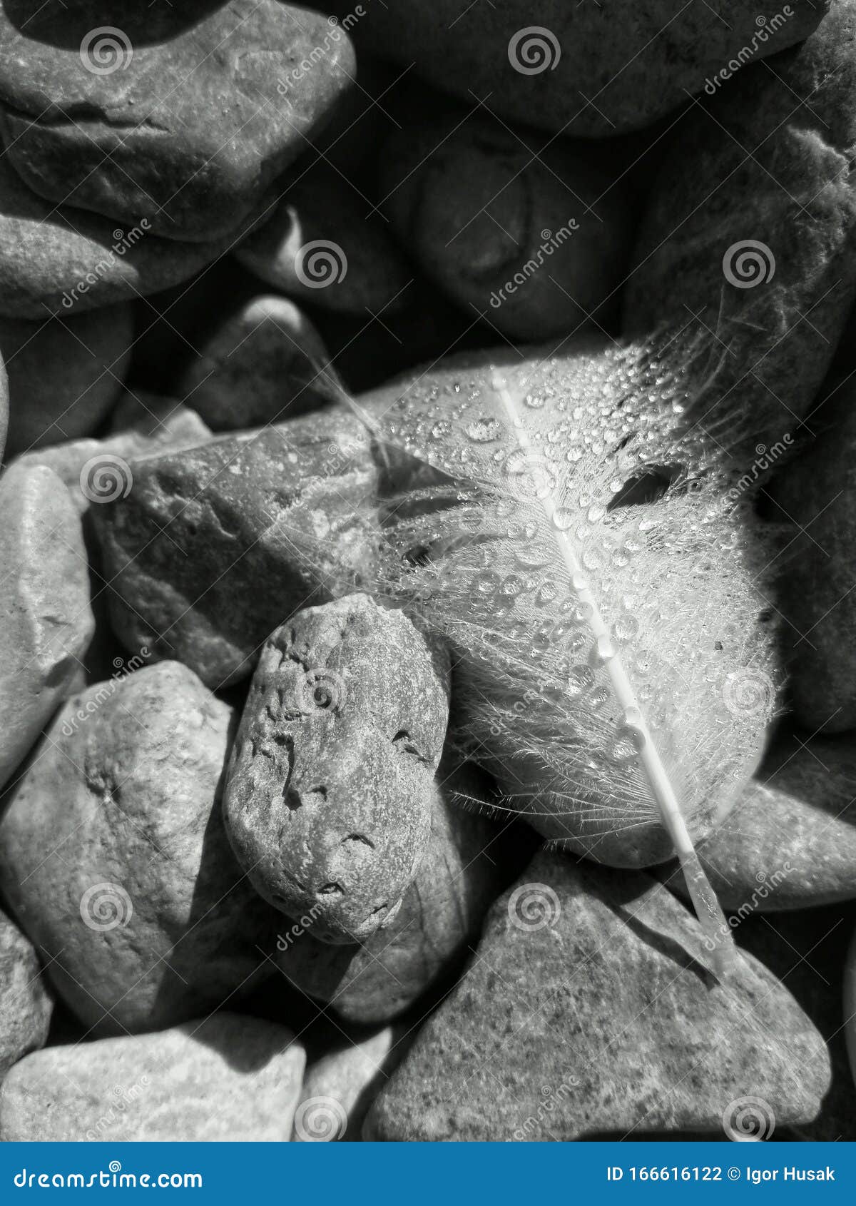 Feather on Rocks stock photo. Image of stone, feather - 166616122