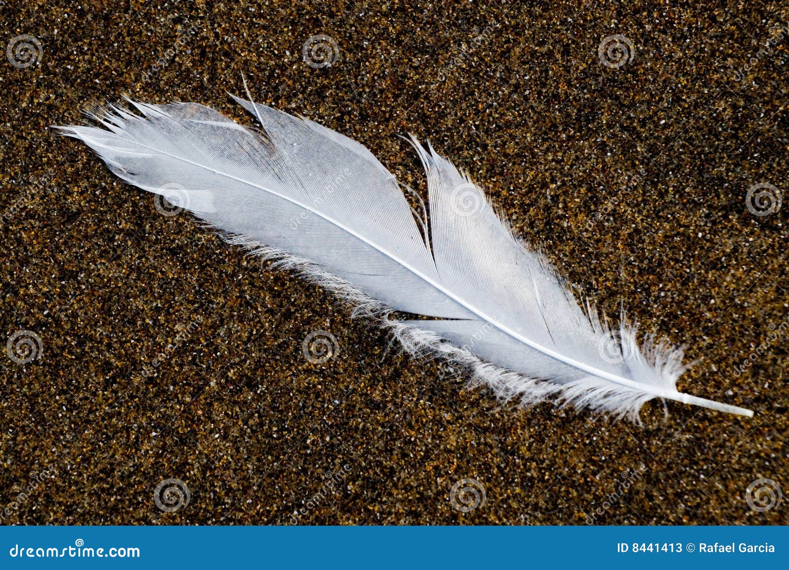 Feather on the sand stock image. Image of fragile, natural - 8441413