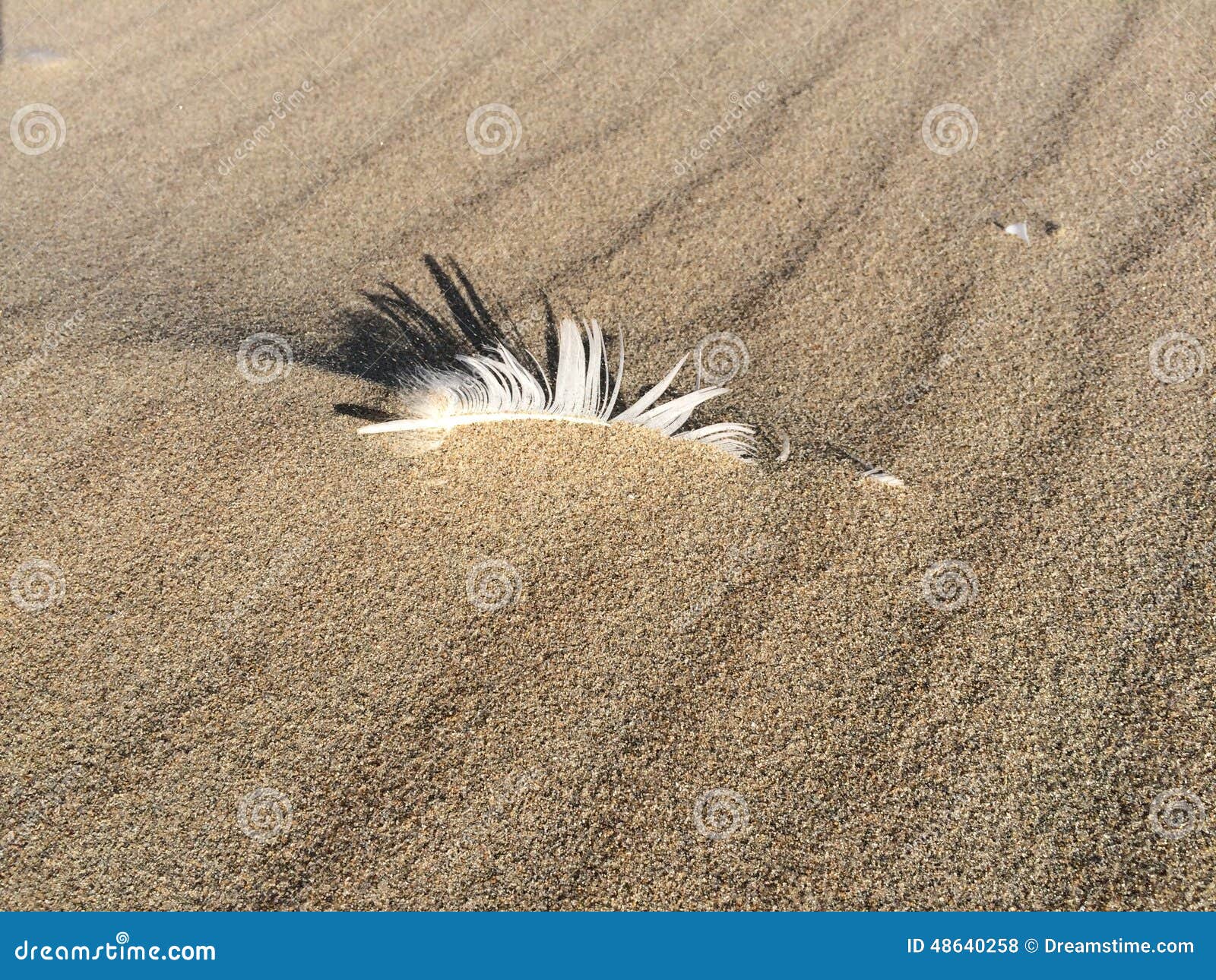 Feather in sand with sun stock photo. Image of bird, sand - 48640258