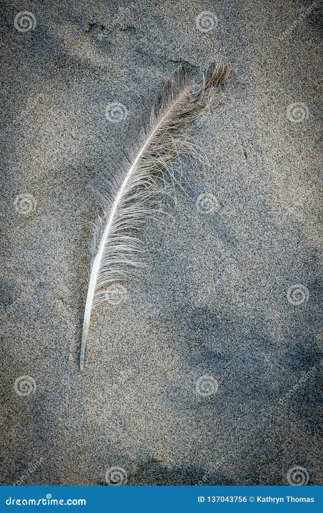 Feather in the sand stock photo. Image of beach, seagull - 137043756