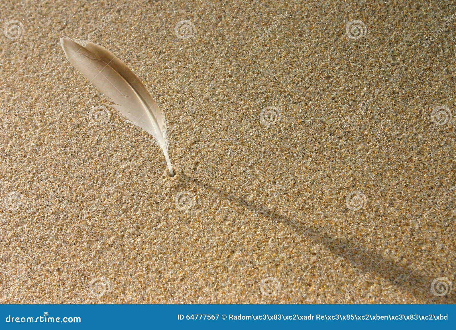The Feather of a Seagull on the Beach Stock Image - Image of closeup ...
