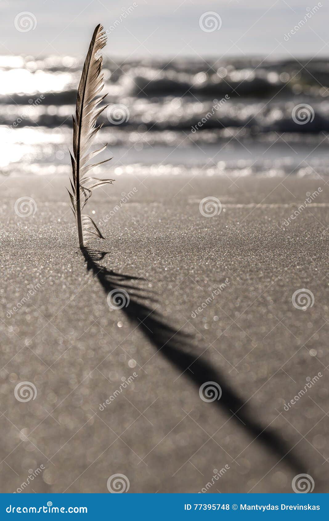 Feather in the seashore stock photo. Image of background - 77395748