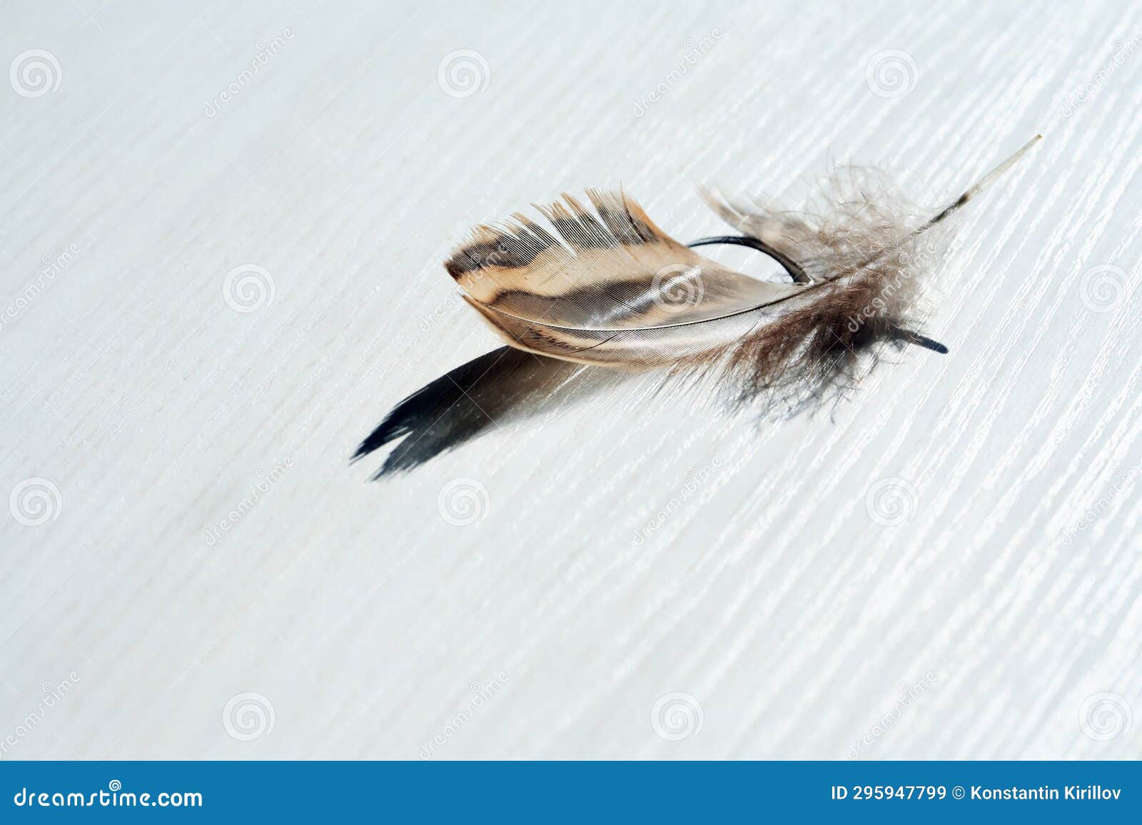 Feather with Shadow stock image. Image of design, closeup - 295947799