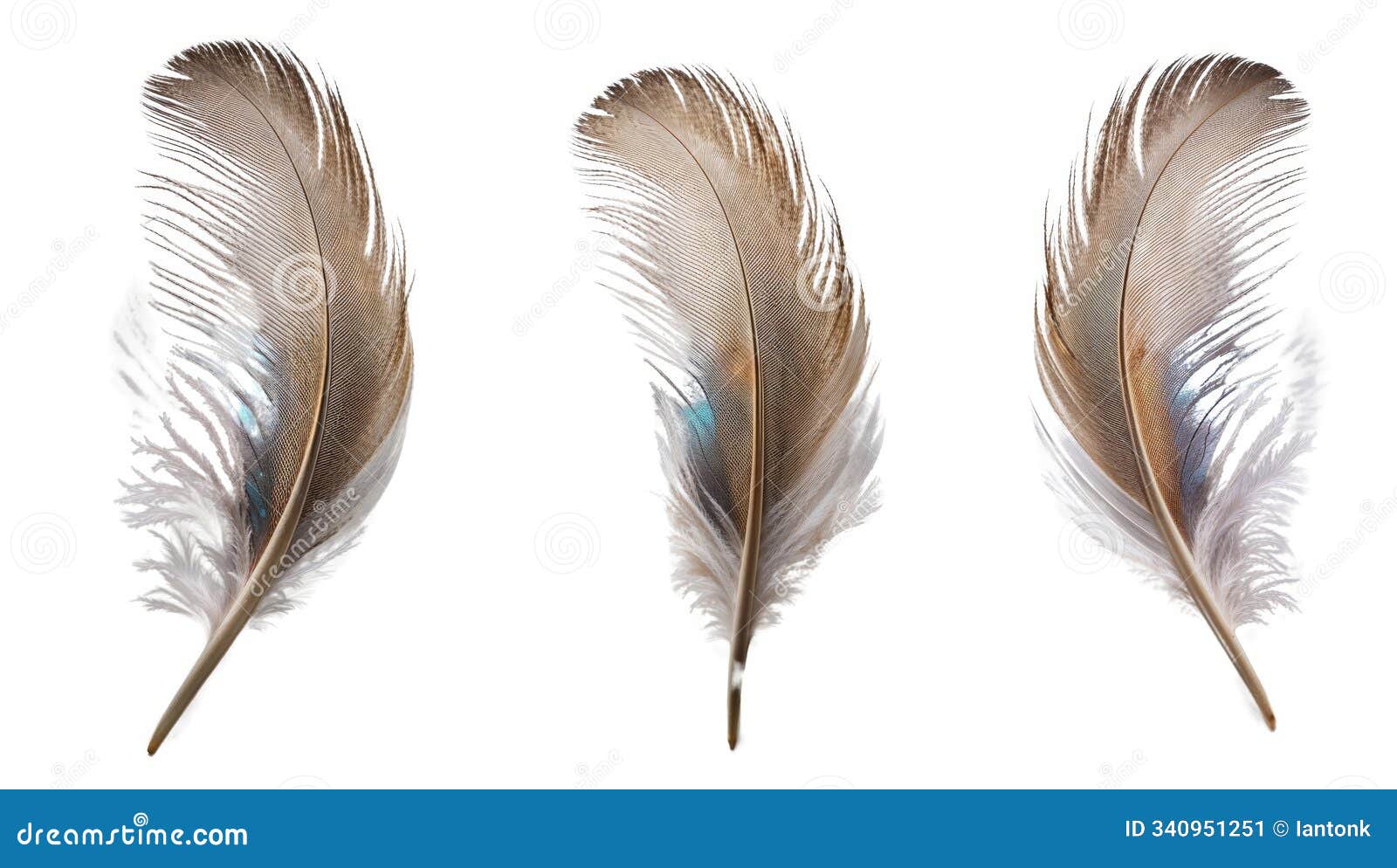 Feather Shown in Multiple Angles on a White Background Stock ...