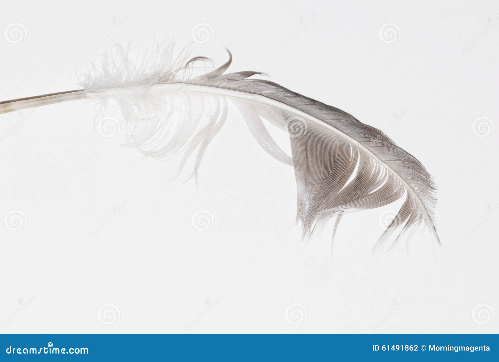 Feather stock photo. Image of grey, single, feather, black - 61491862