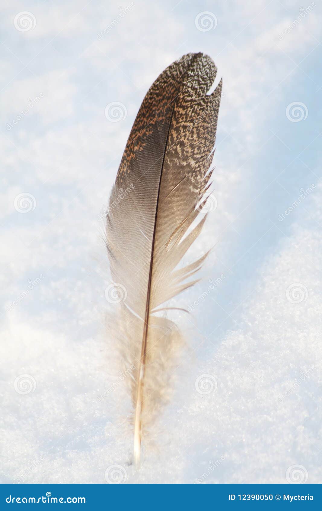 Feather on snow stock photo. Image of nature, snow, macro - 12390050