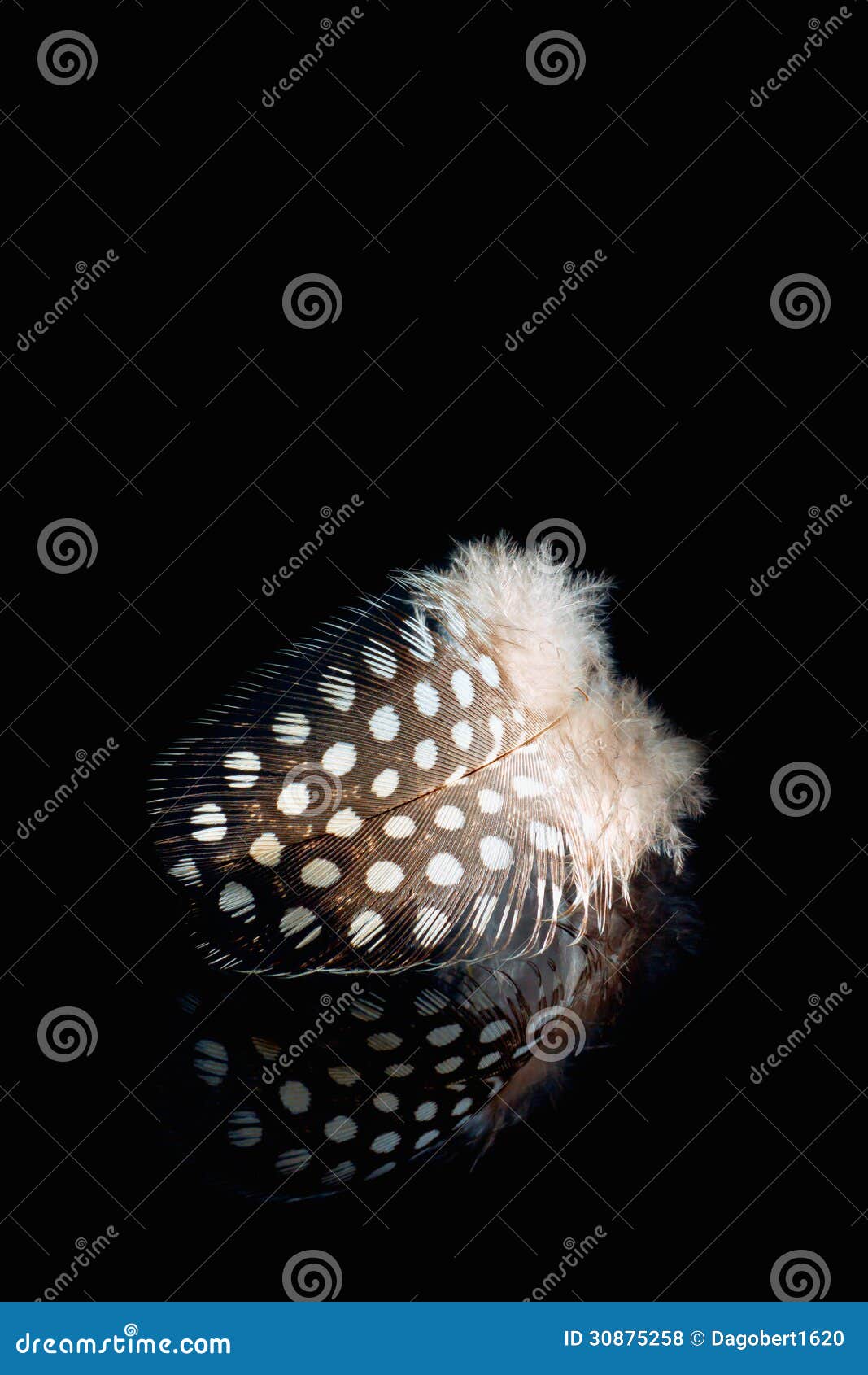 Feather stock photo. Image of fluffy, fragile, background - 30875258