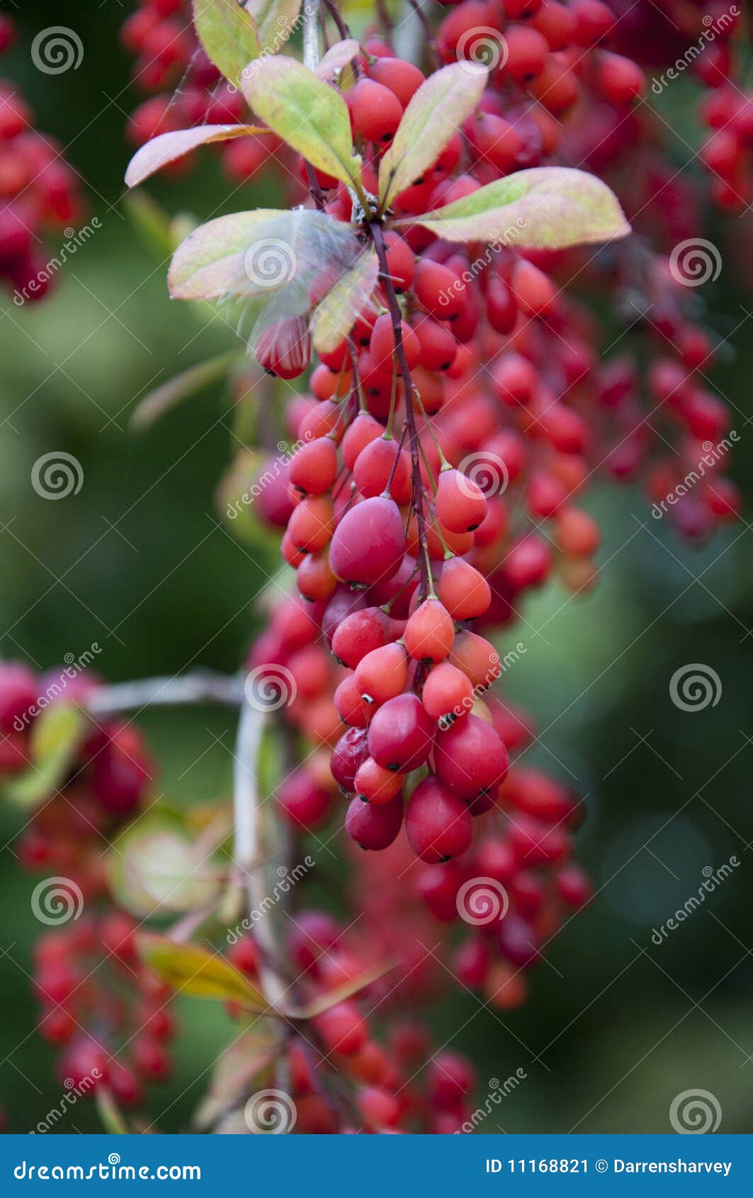 Feather on Some Autumn Berries Stock Image - Image of england, english ...