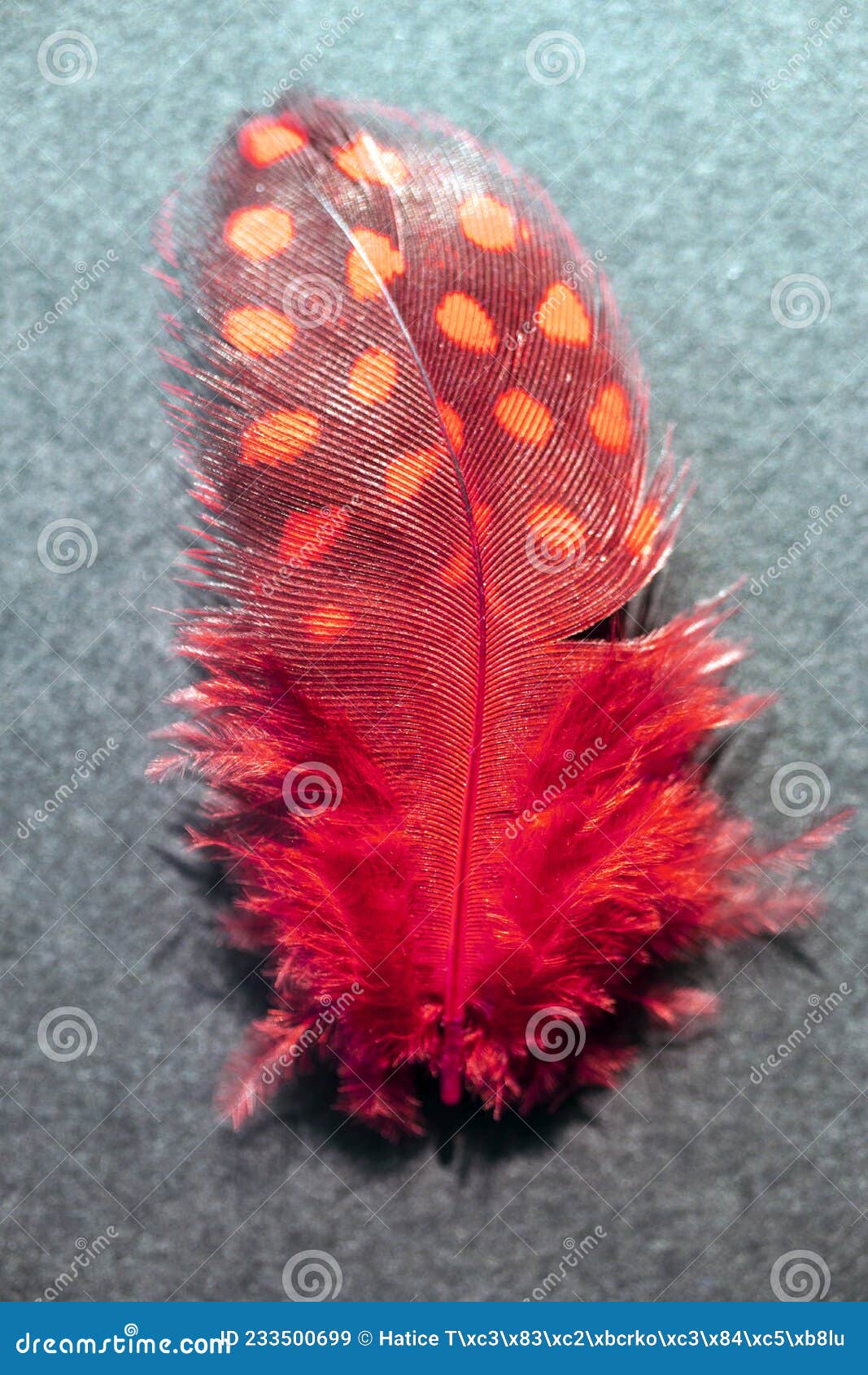Feather with Spots of Red Color, Isolated on Black Background, Close-up ...