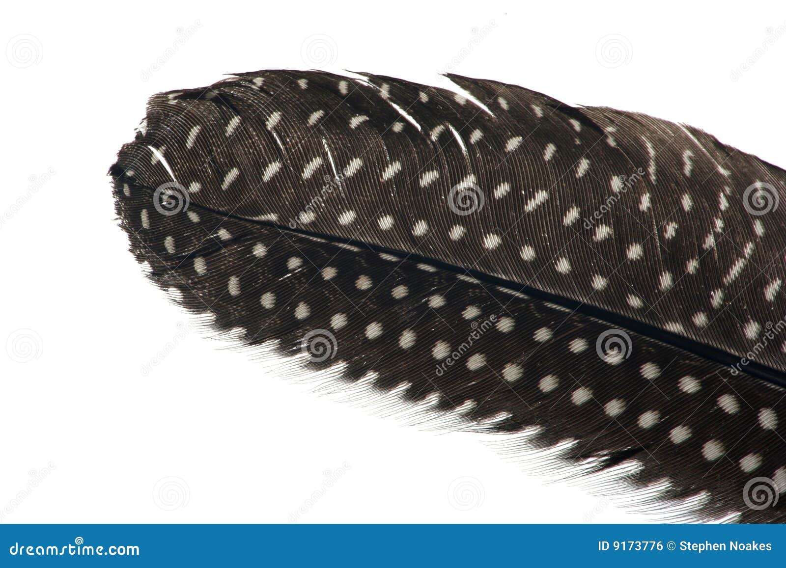 Feather spotted stock photo. Image of shot, birds, speckle - 9173776
