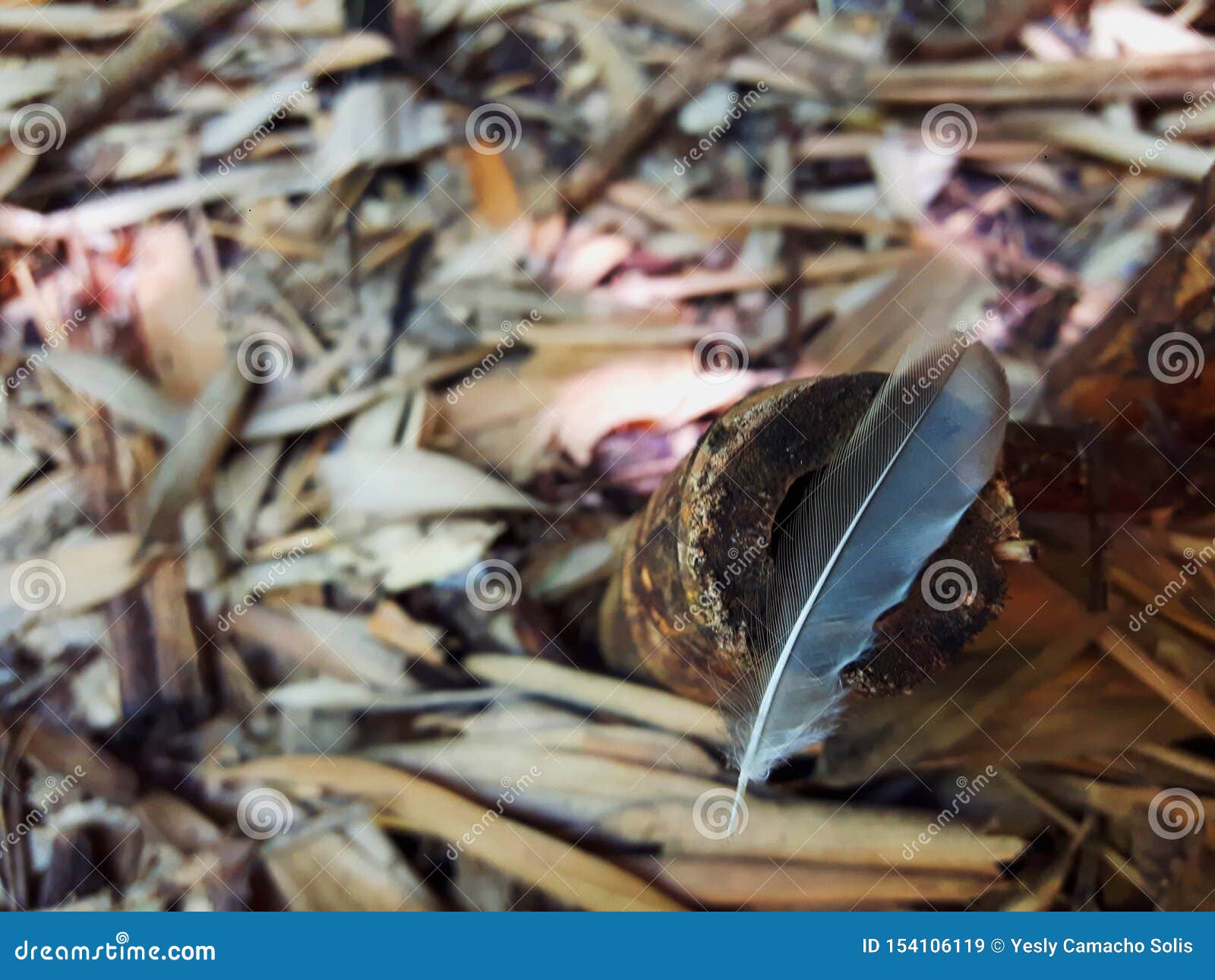 Feather on a Stalk of Bamboo Stock Image - Image of heap, forest: 154106119