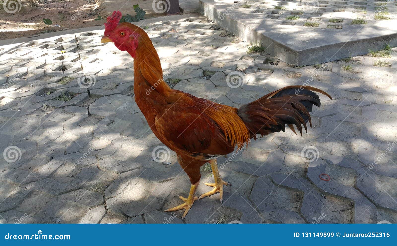Chicken stock image. Image of chicken, stance, strong - 131149899