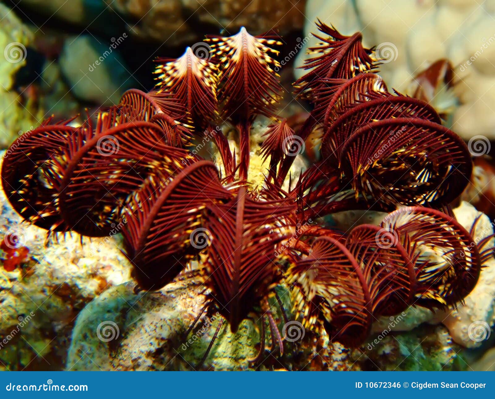 Feather Star stock photo. Image of seastar, coral, freshness - 10672346