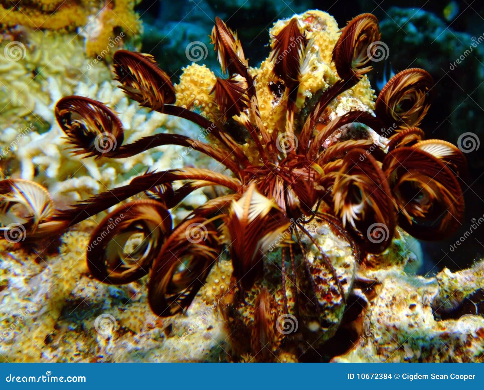 Feather Star stock photo. Image of freshness, harmony - 10672384