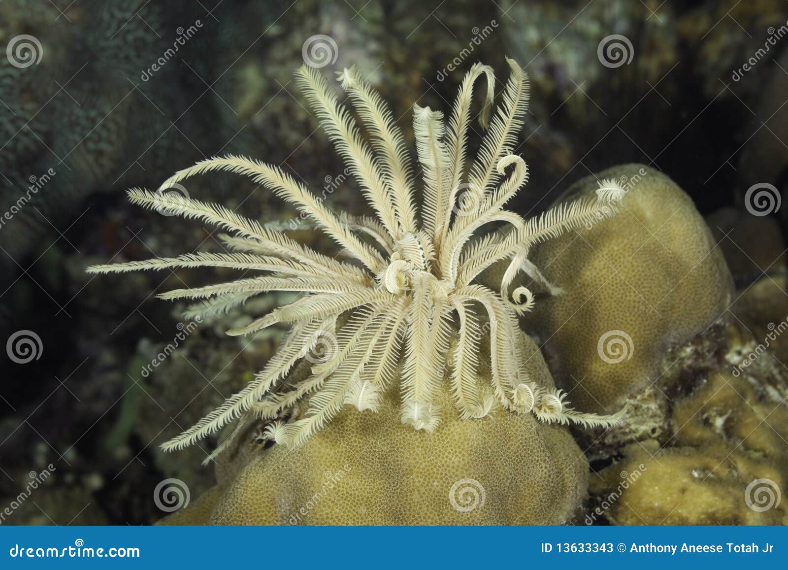 Feather Star stock image. Image of feather, reef, biology - 13633343
