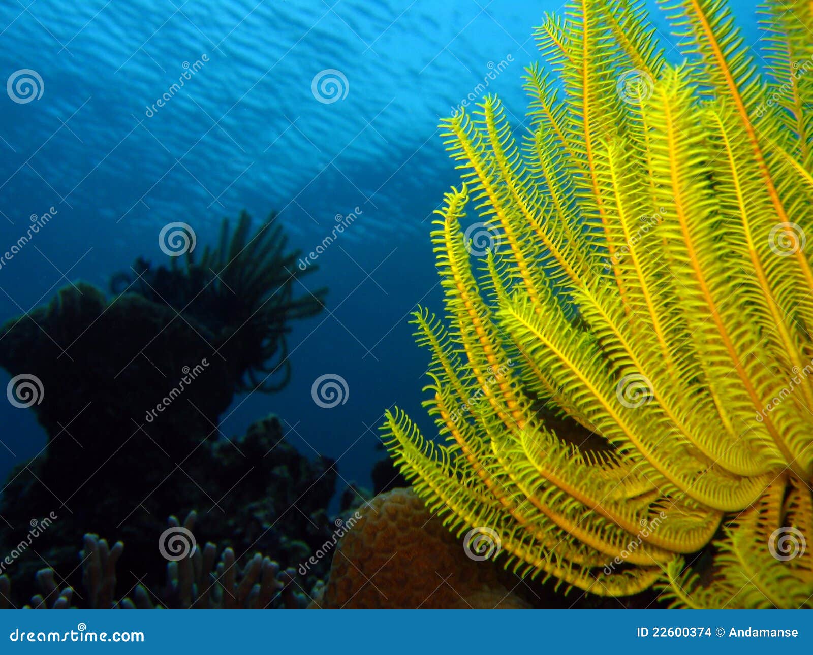 Feather Star stock photo. Image of biology, oceans, feather - 22600374