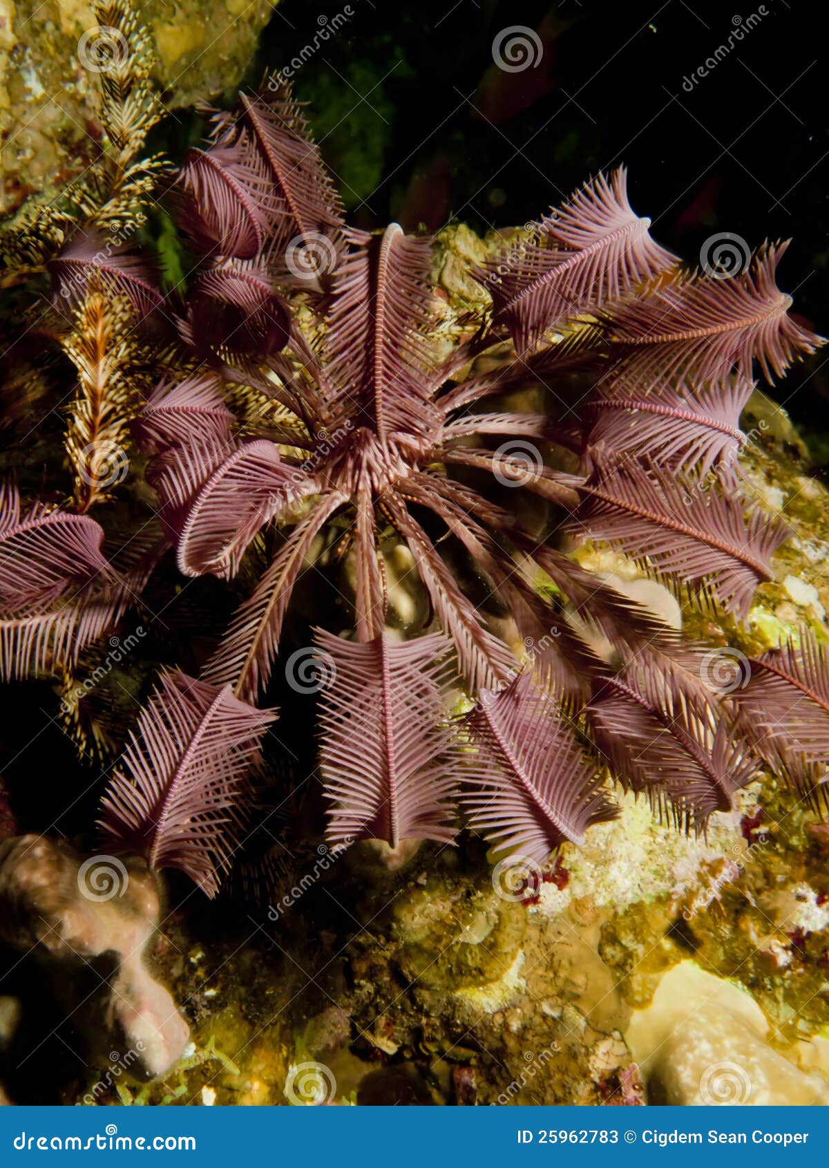 Feather Star stock image. Image of blue, relaxation, star - 25962783