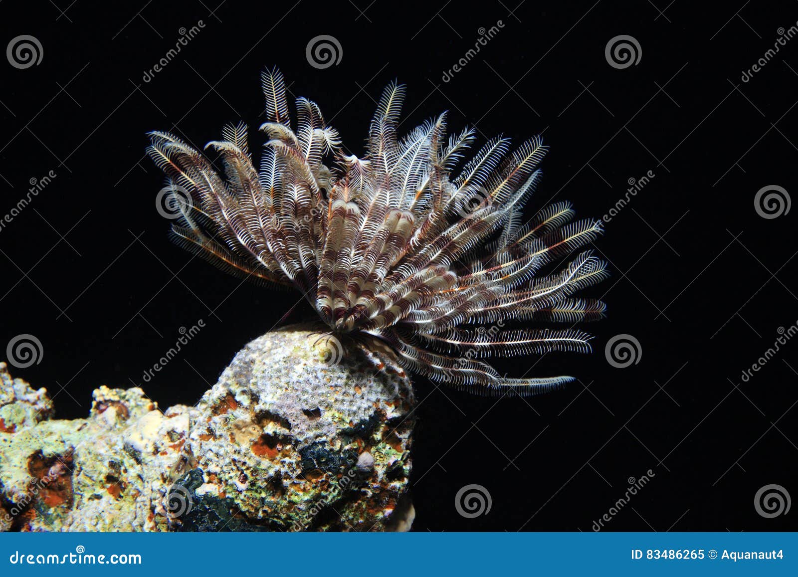 Feather star stock image. Image of featherstar, reef - 83486265