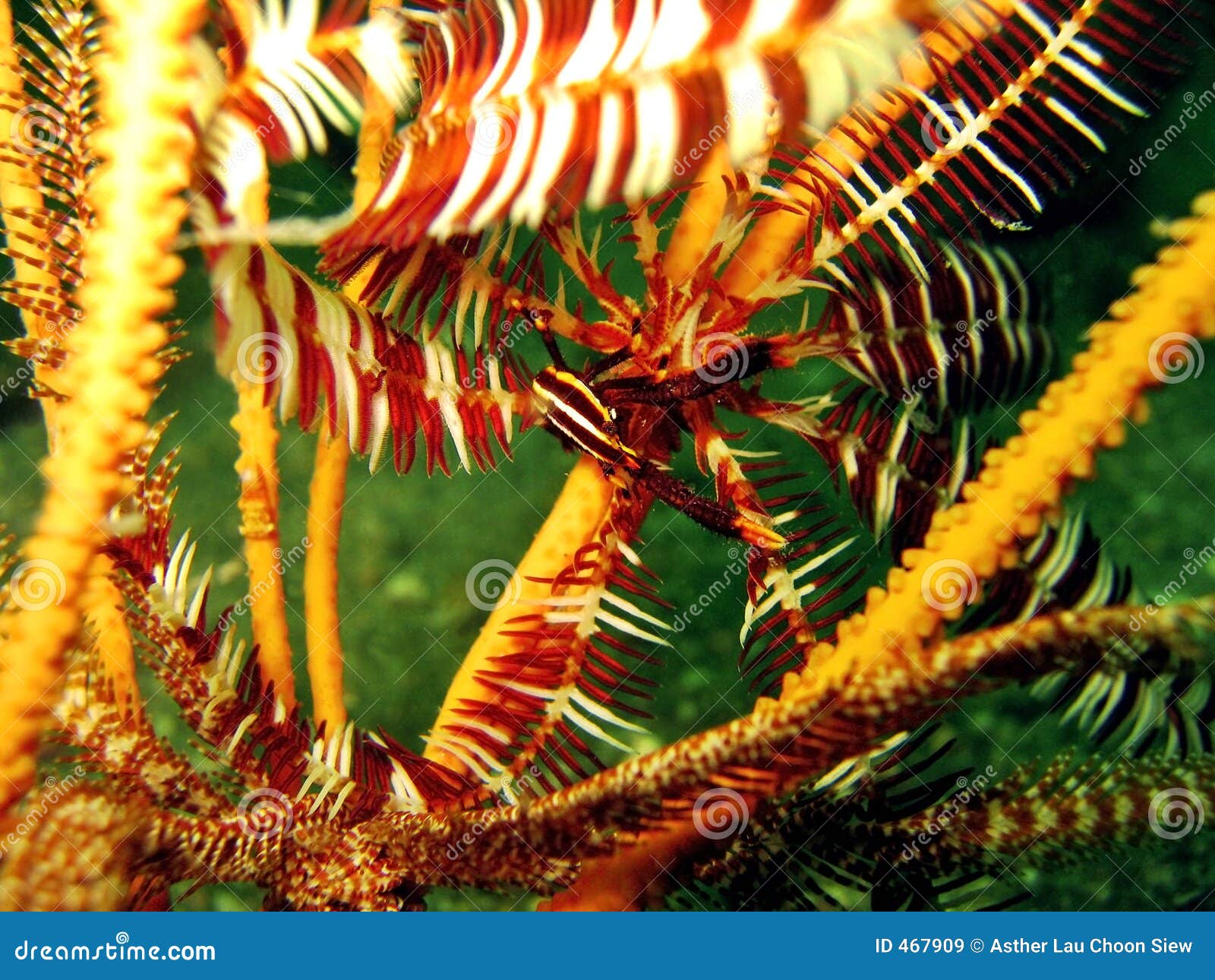 Feather Star Crinoidea In The Red Sea Stock Image | CartoonDealer.com ...