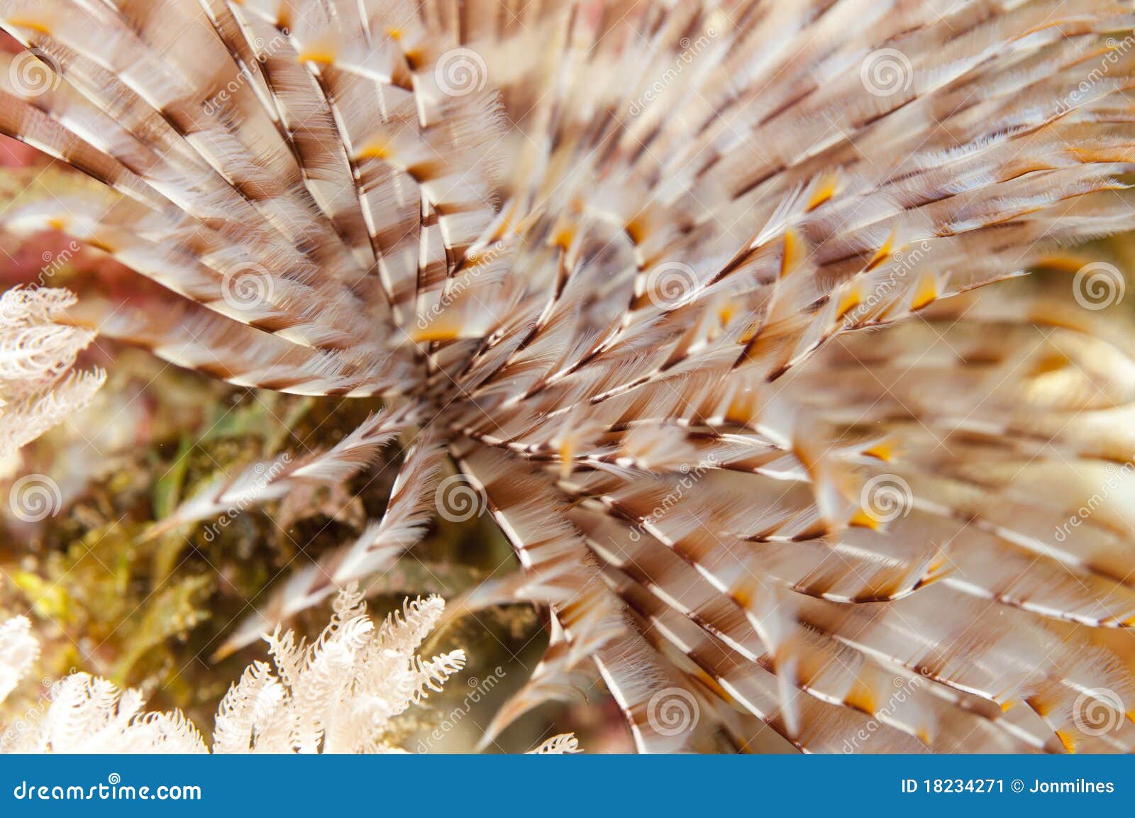 Feather Star or Sea Lily stock image. Image of invertebrate - 18234271