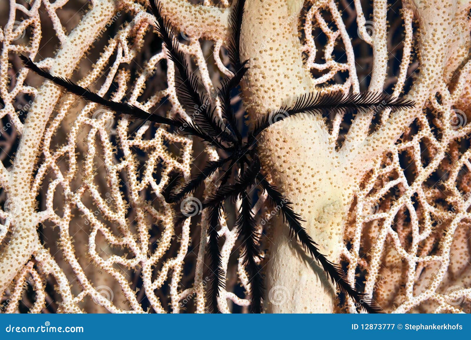 Feather star on a seafan stock image. Image of fish, scuba - 12873777