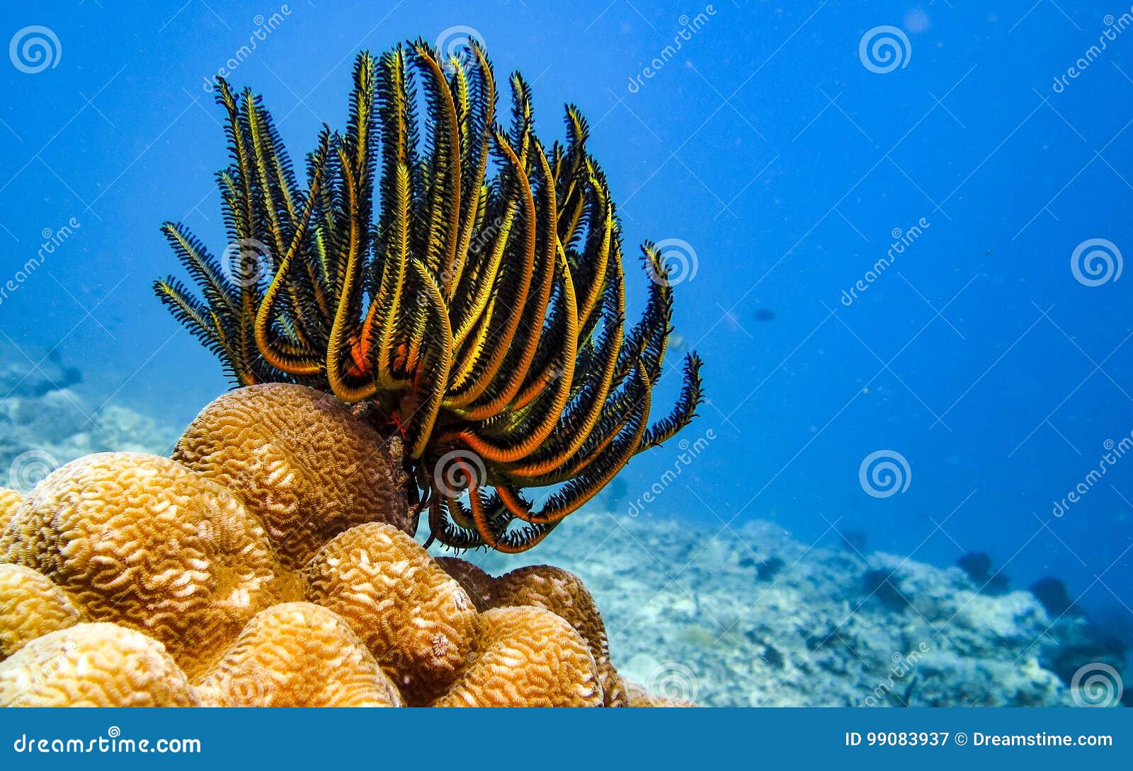 Feather starfish stock image. Image of marinlife, indonesia - 99083937