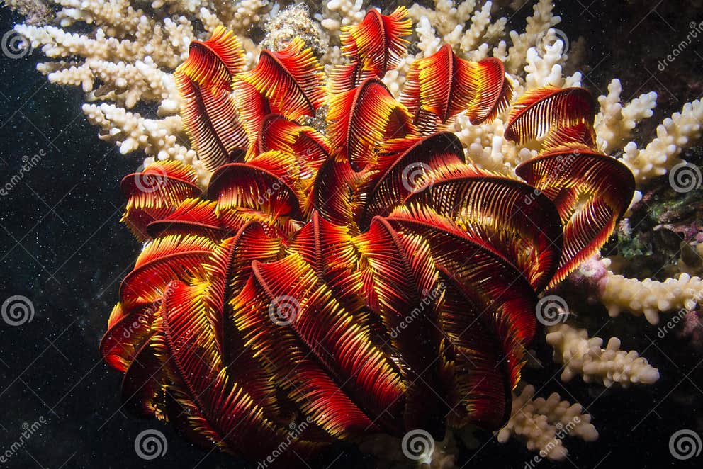 Feather Starfish stock photo. Image of phylum, feather - 94563352
