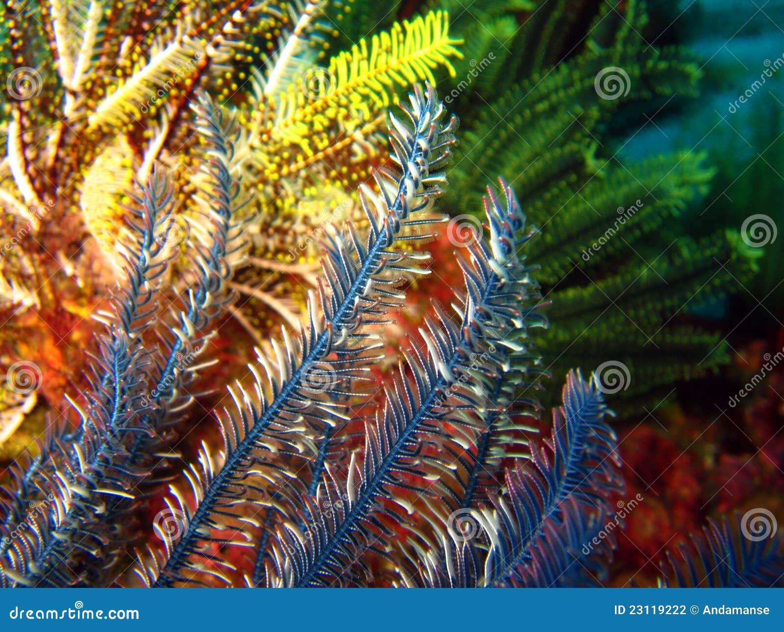 Feather Stars stock photo. Image of marine, underwater - 23119222