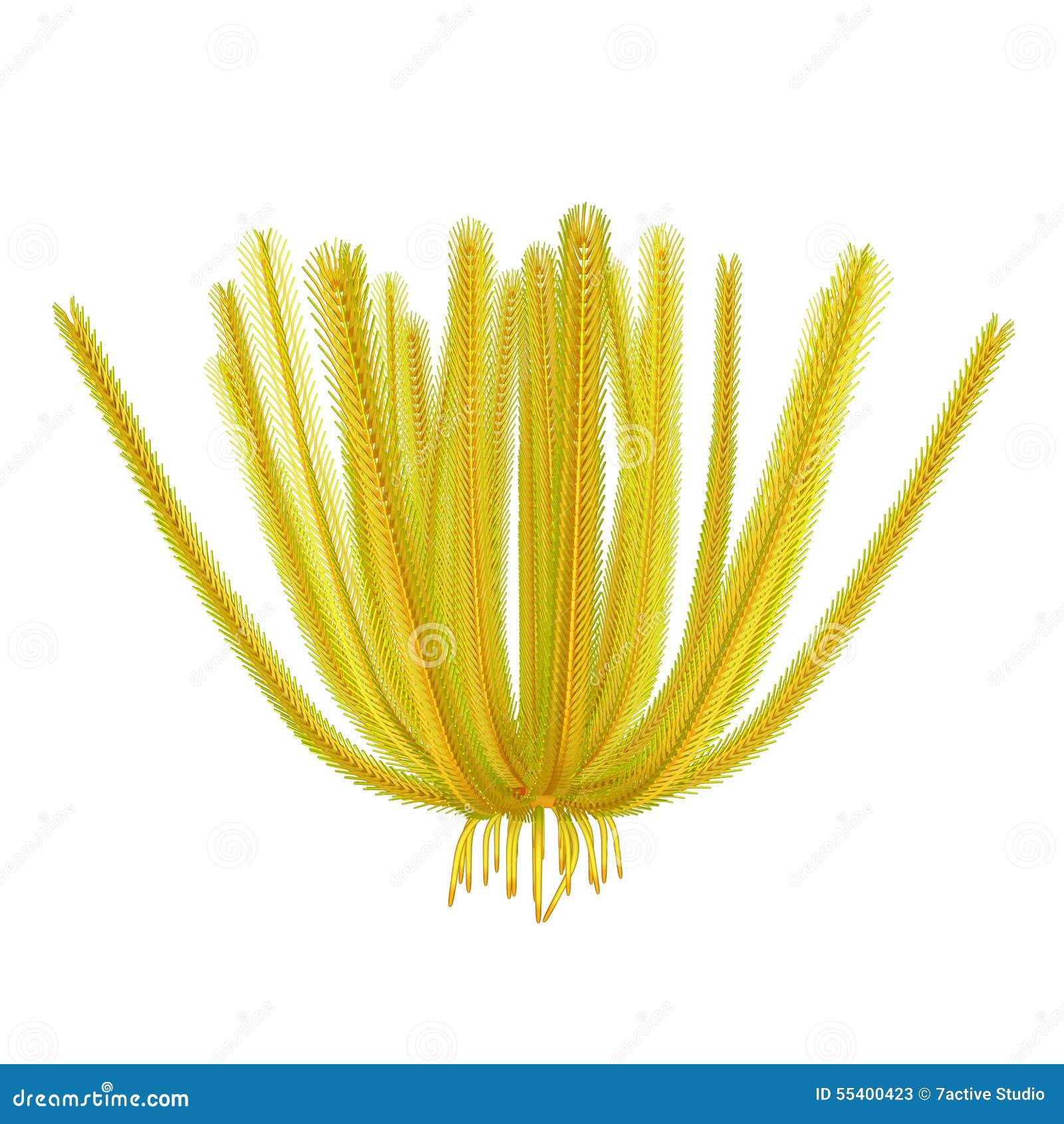 Phylum Echinodermata Or Starfish Anatomy With Inner Structure Outline ...