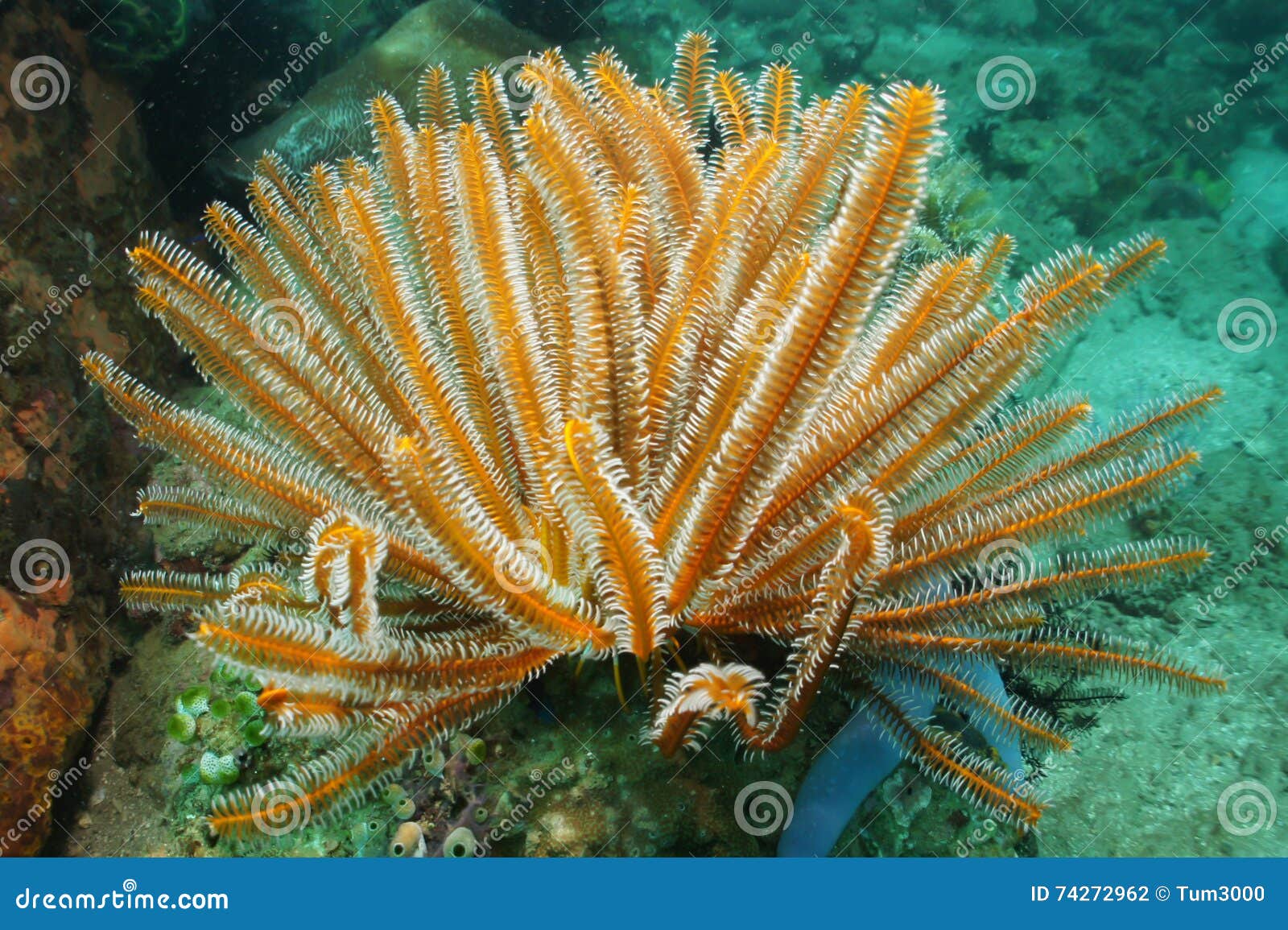 Feather stars stock photo. Image of sport, aquatic, marine - 74272962