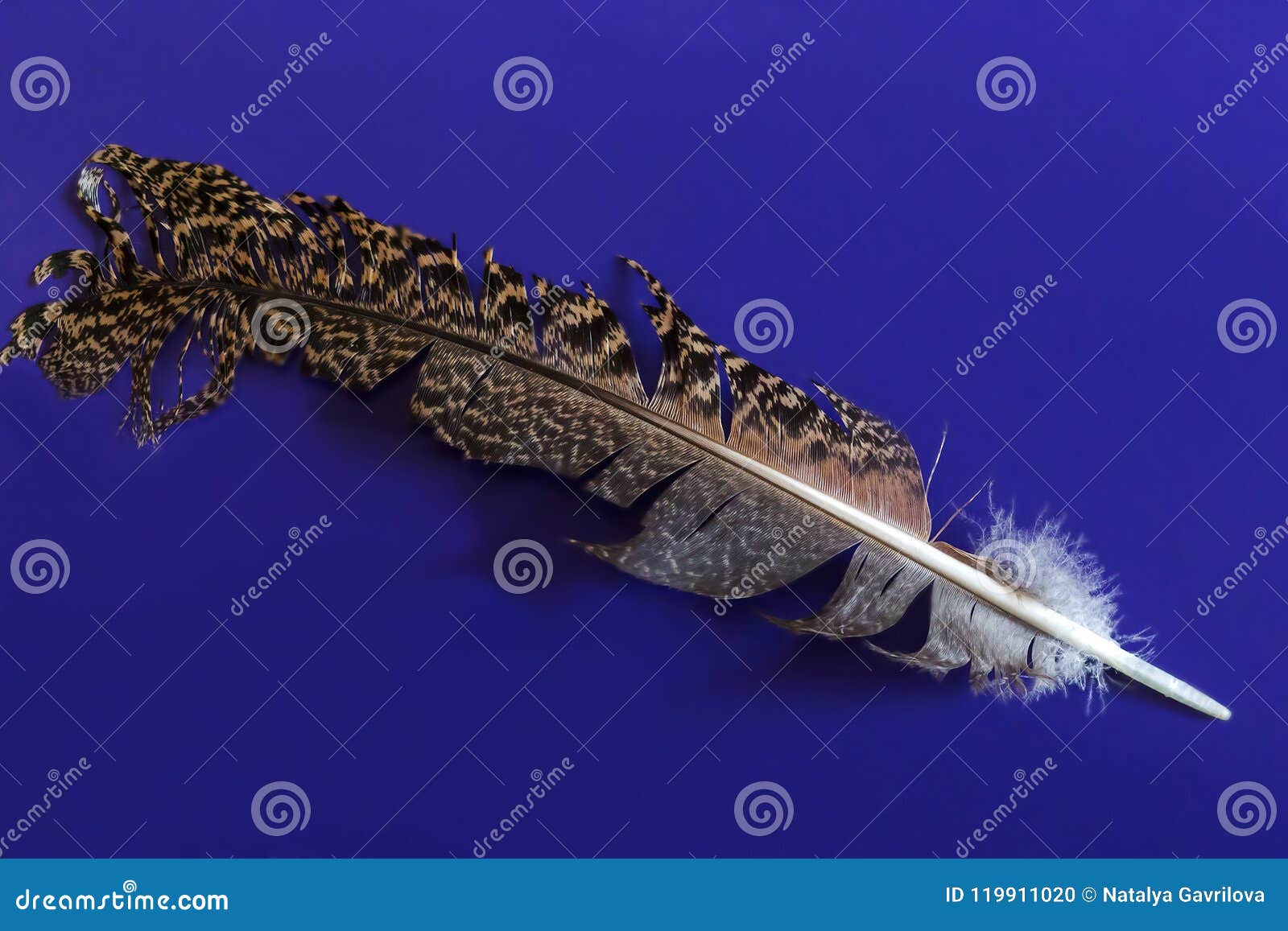 Feather of a Stork on a Blue Background Stock Photo - Image of closeup ...